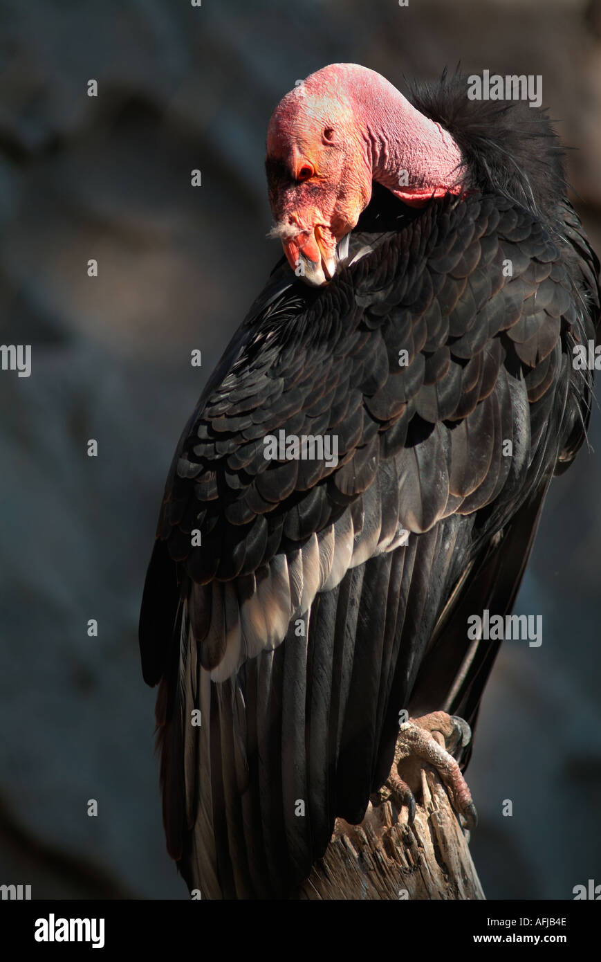 El condor immagini e fotografie stock ad alta risoluzione - Alamy
