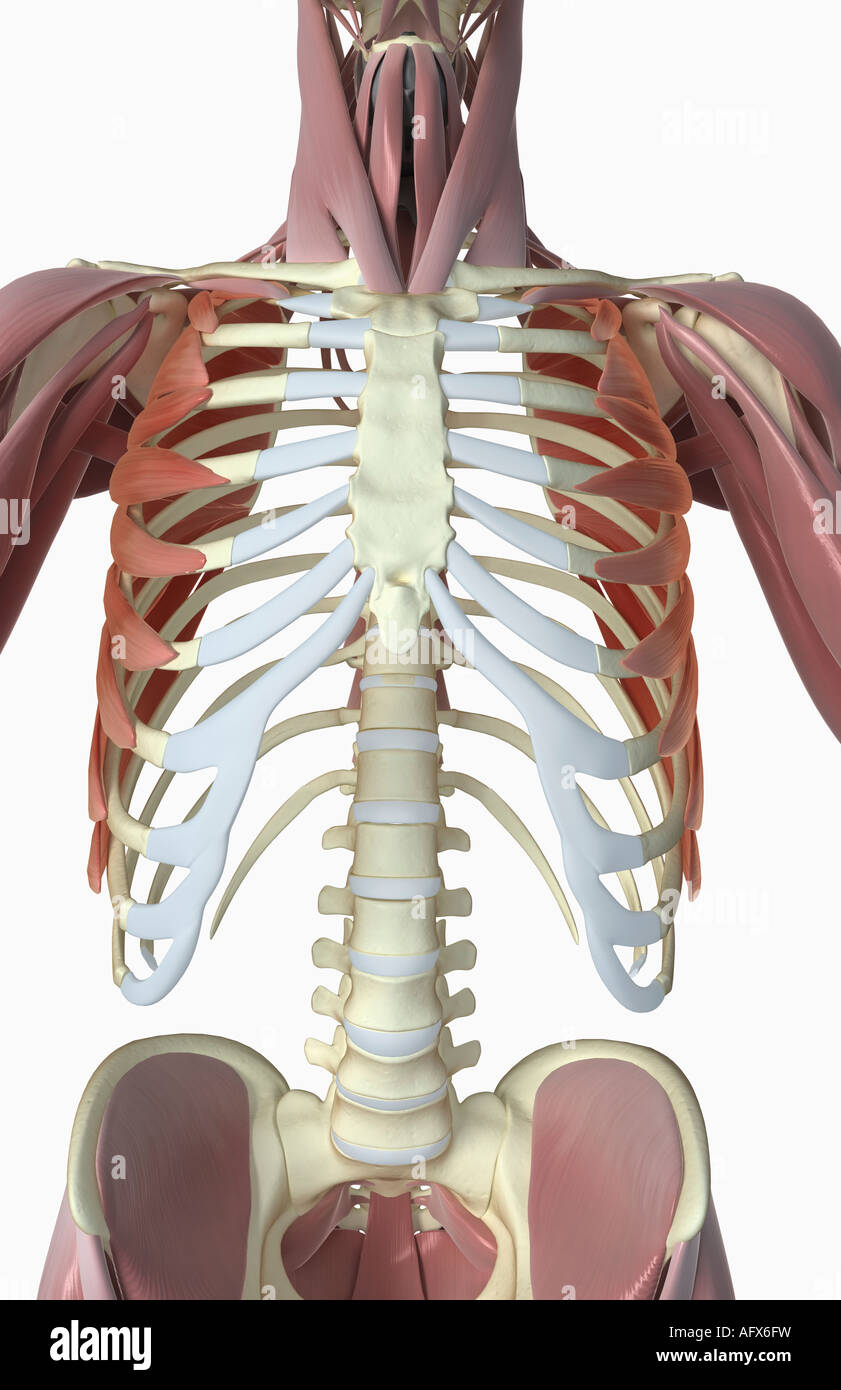 Serratus anterior muscle immagini e fotografie stock ad alta ...