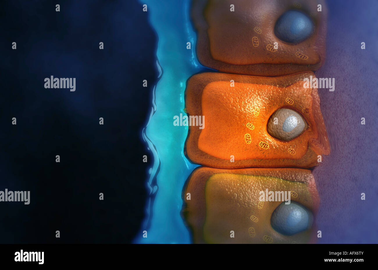 Mucous cell immagini e fotografie stock ad alta risoluzione - Alamy