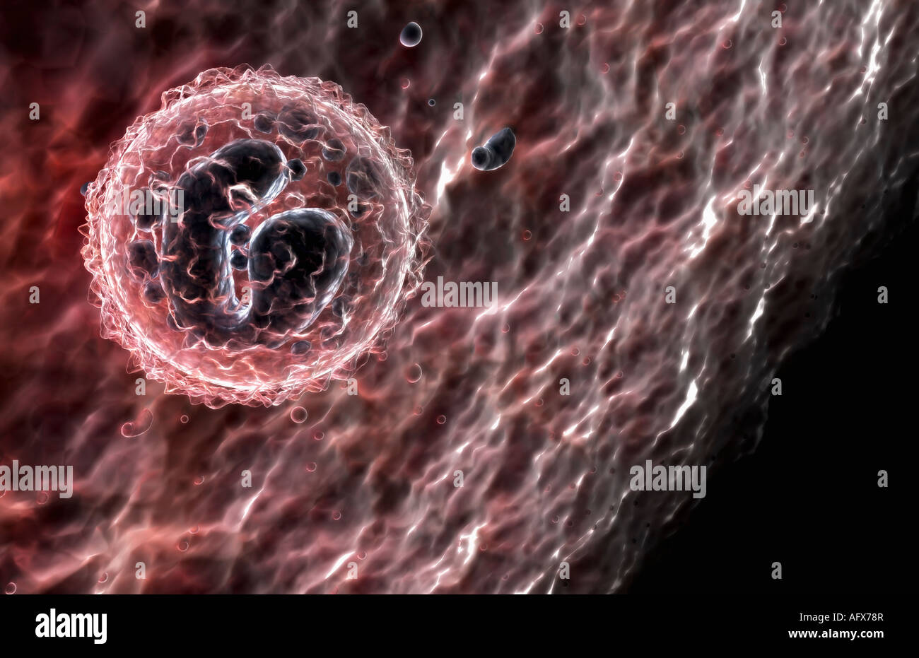 Monociti di sangue bianco immagini e fotografie stock ad alta ...