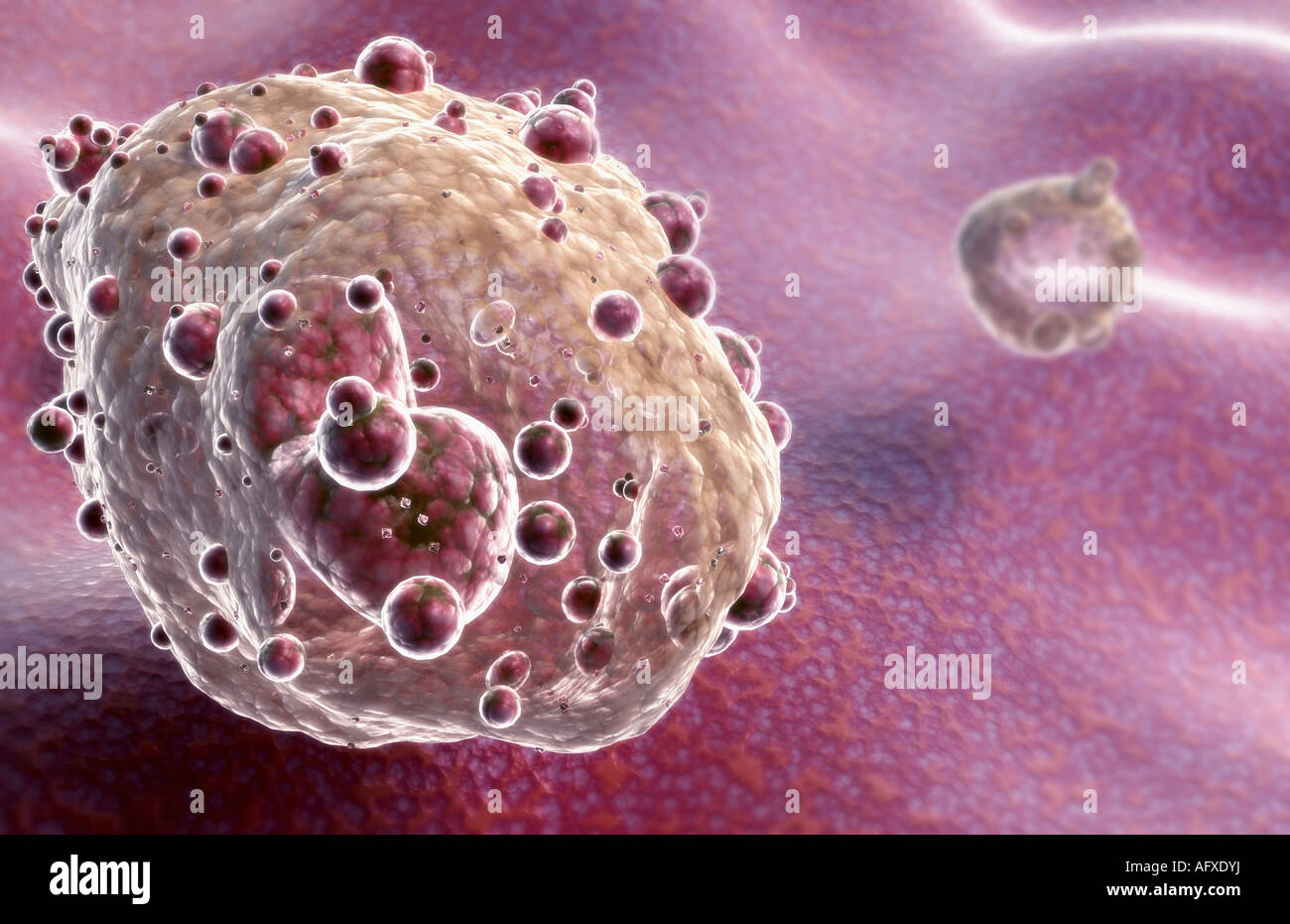 Cellula linfoide immagini e fotografie stock ad alta risoluzione - Alamy