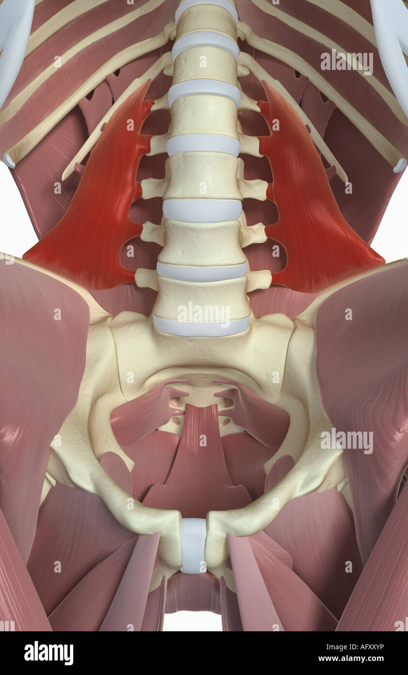 Quadratus lumborum immagini e fotografie stock ad alta risoluzione - Alamy