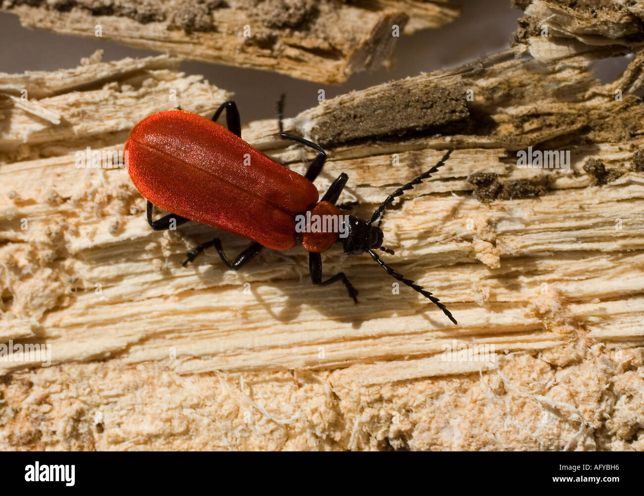 Foraggiamento del legno immagini e fotografie stock ad alta risoluzione ...