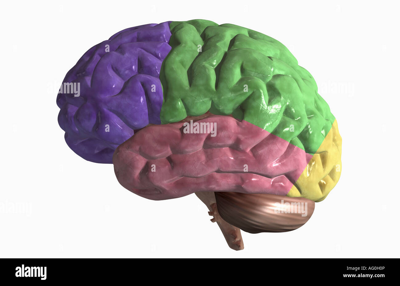 Lobi occipitali temporali parietali immagini e fotografie stock ad alta ...