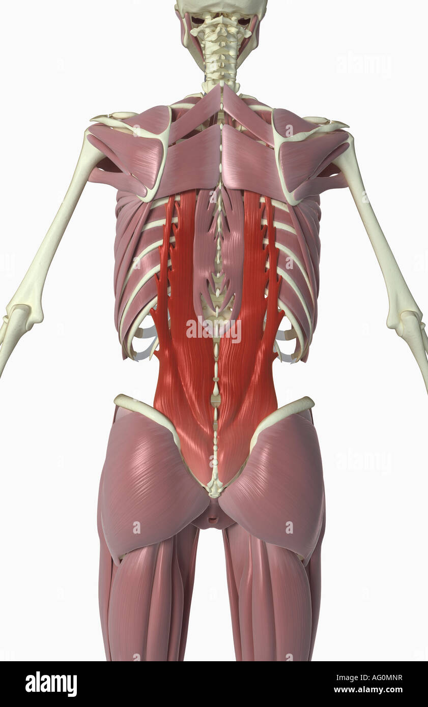 Splenius muscle immagini e fotografie stock ad alta risoluzione - Alamy