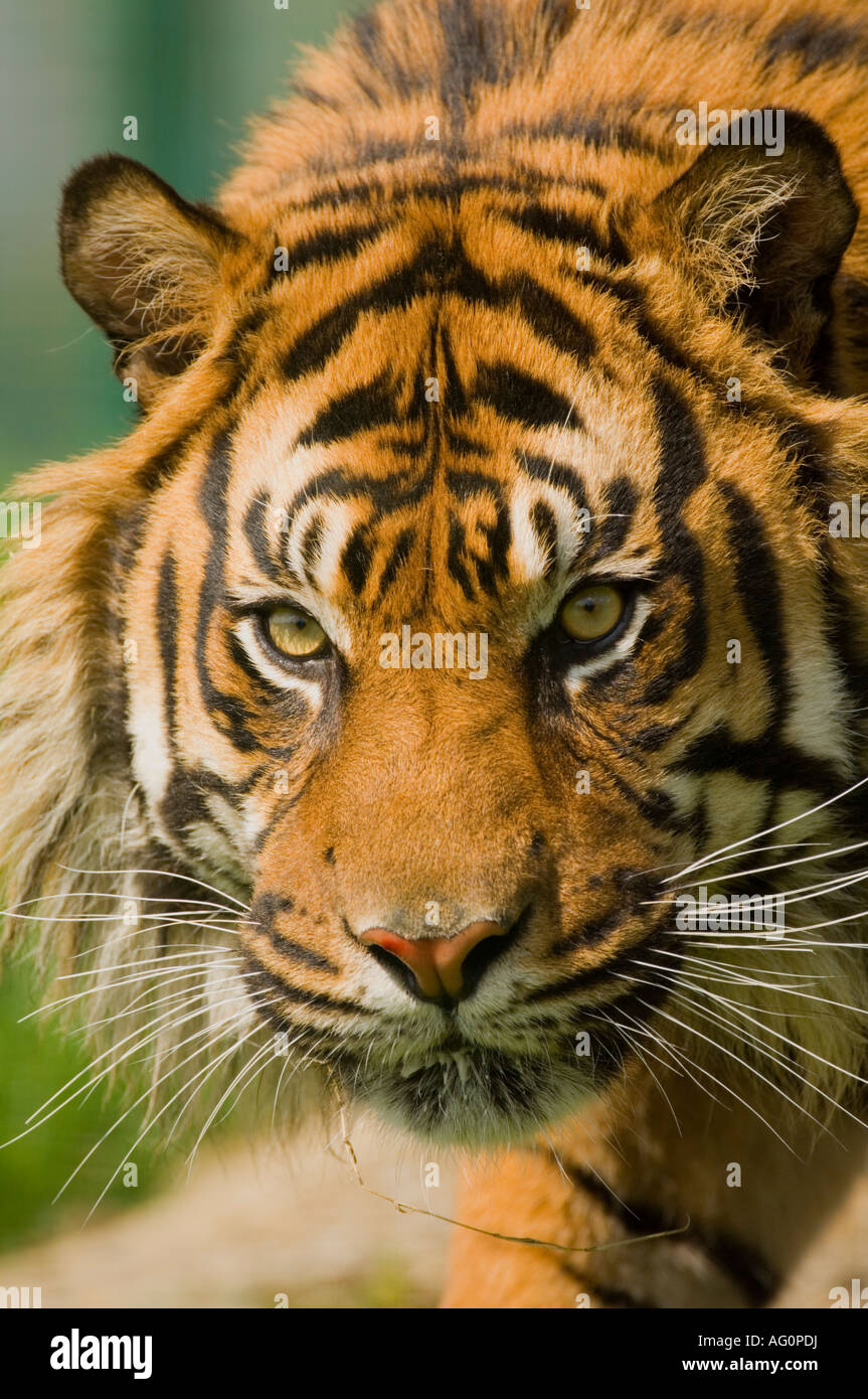 Augenkontakt tiger immagini e fotografie stock ad alta risoluzione - Alamy