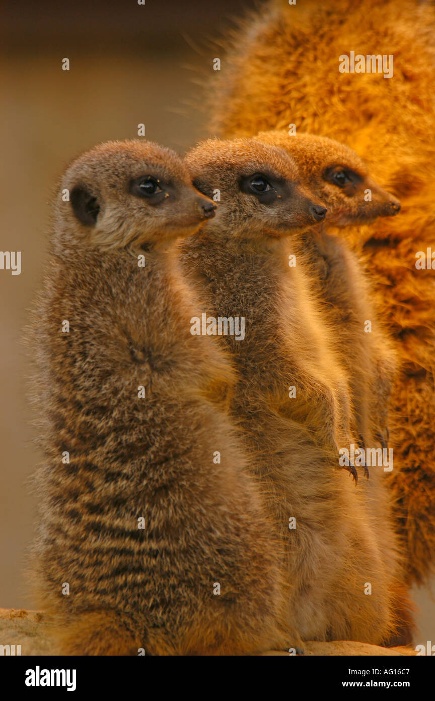 3 suricati immagini e fotografie stock ad alta risoluzione - Alamy