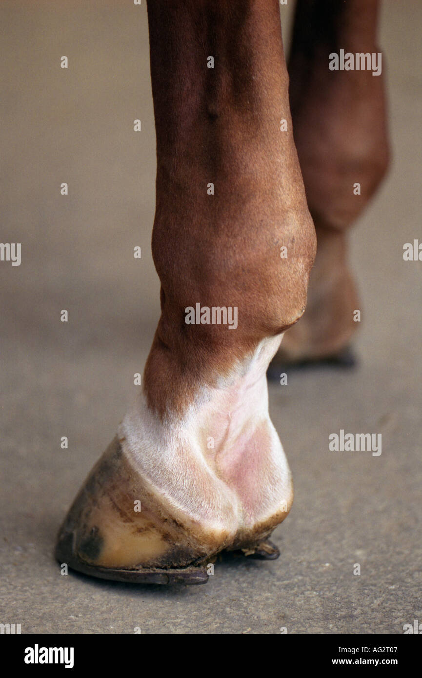 Anatomia del fetlock immagini e fotografie stock ad alta risoluzione ...