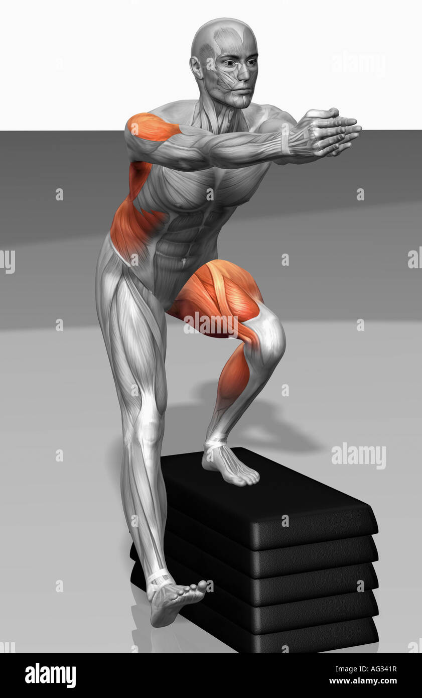 Step down exercise anatomia immagini e fotografie stock ad alta ...
