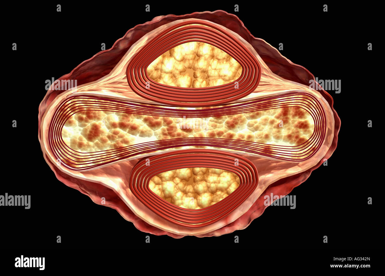 Virus del vaiolo immagini e fotografie stock ad alta risoluzione - Alamy