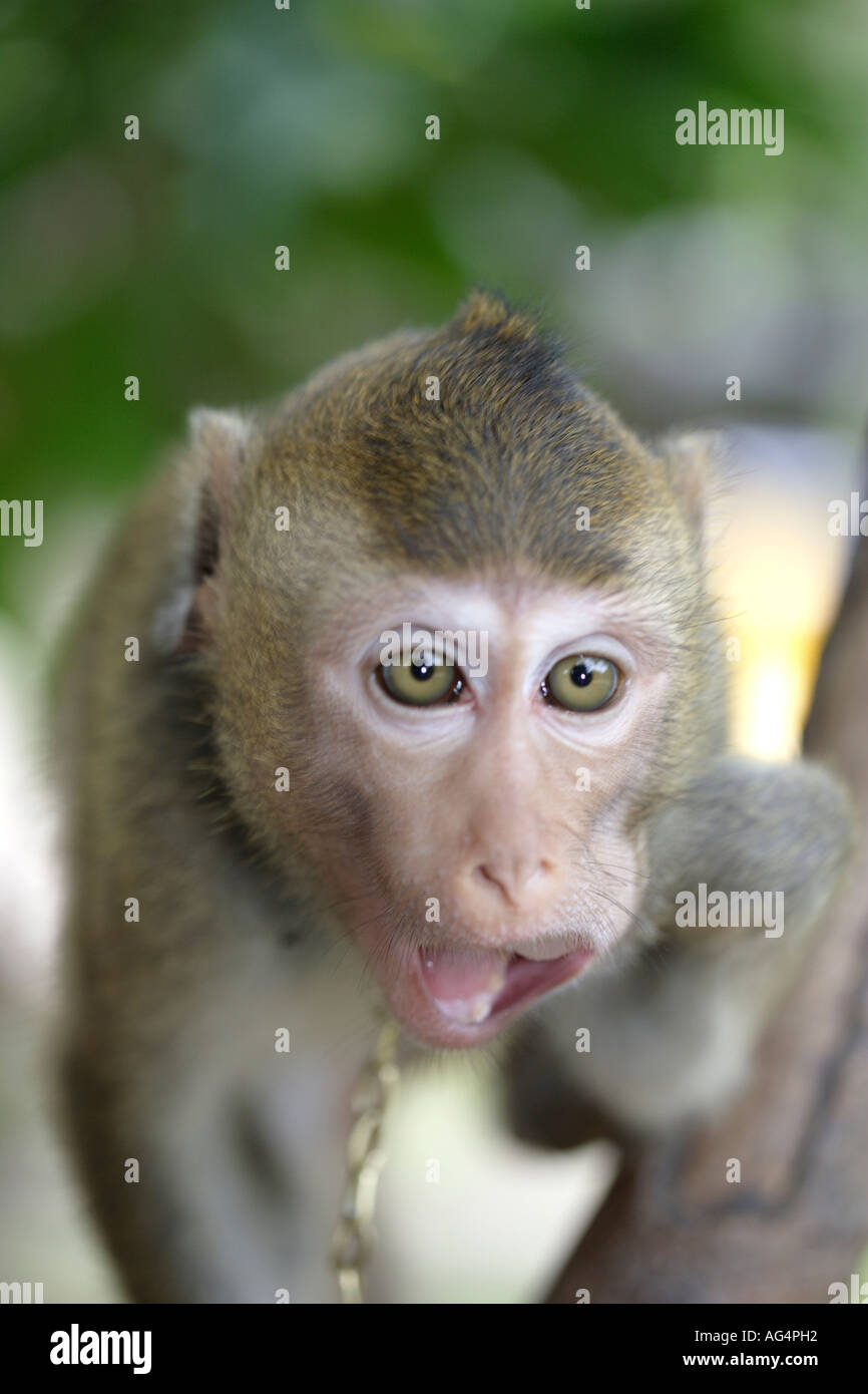 Scimmia del vietnam immagini e fotografie stock ad alta risoluzione - Alamy