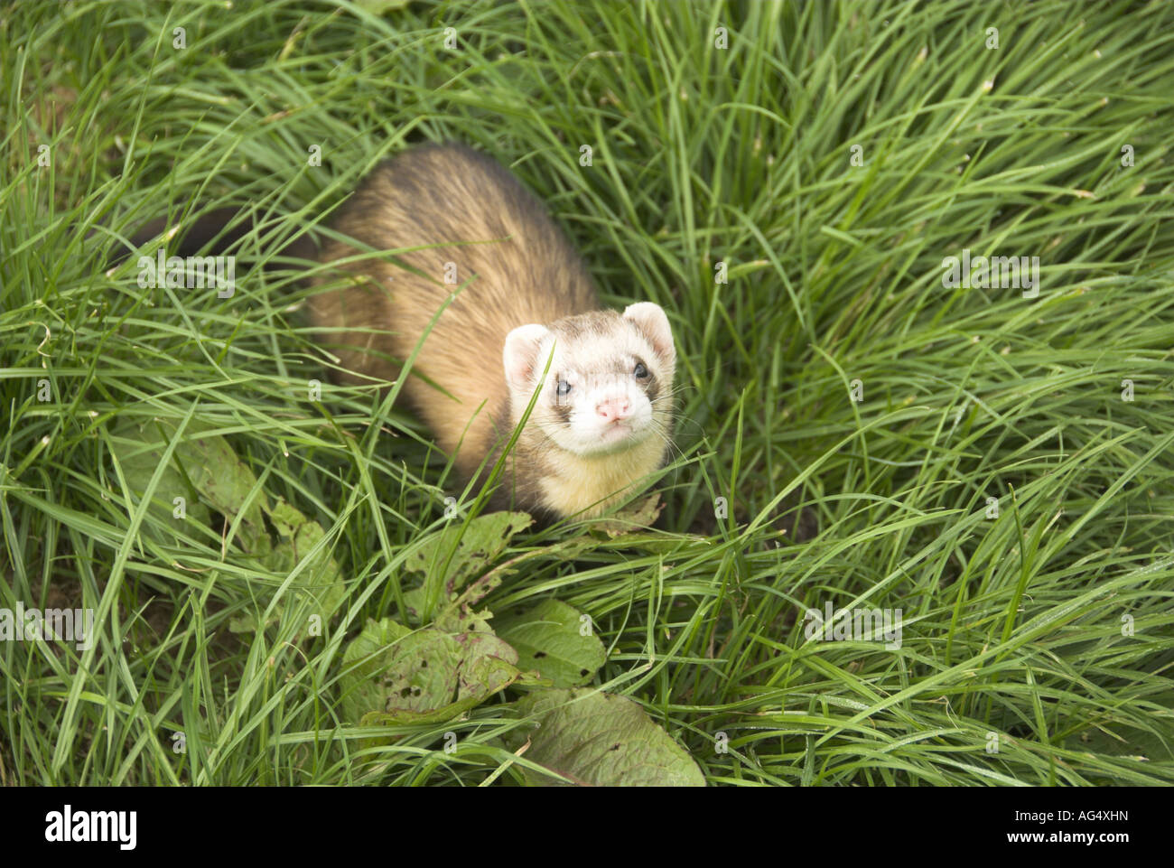 Furetto in erba immagini e fotografie stock ad alta risoluzione - Alamy