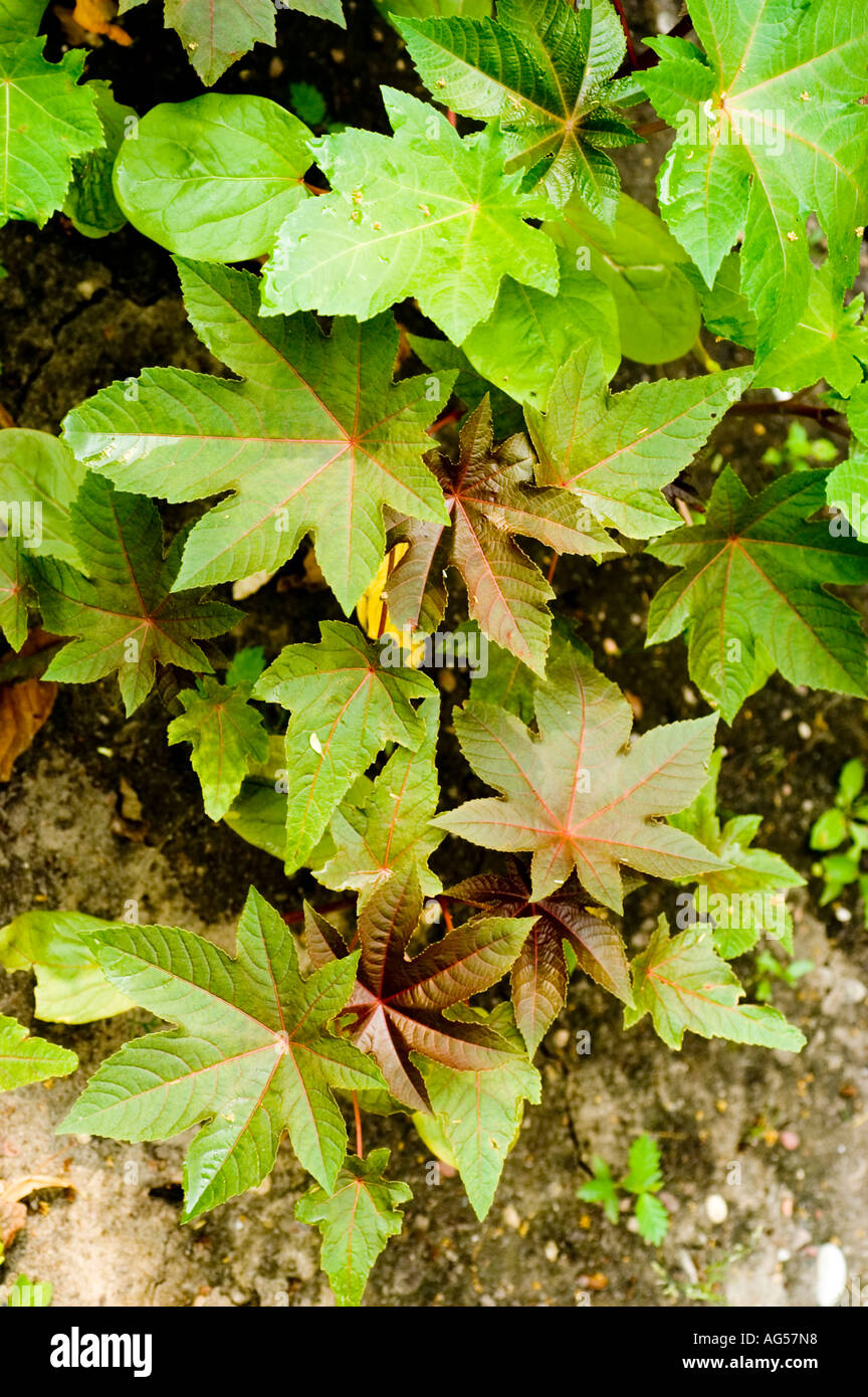 Pianta medicinale Castor bean Mamona Mamoeiro Ricino Ricinus communis ...