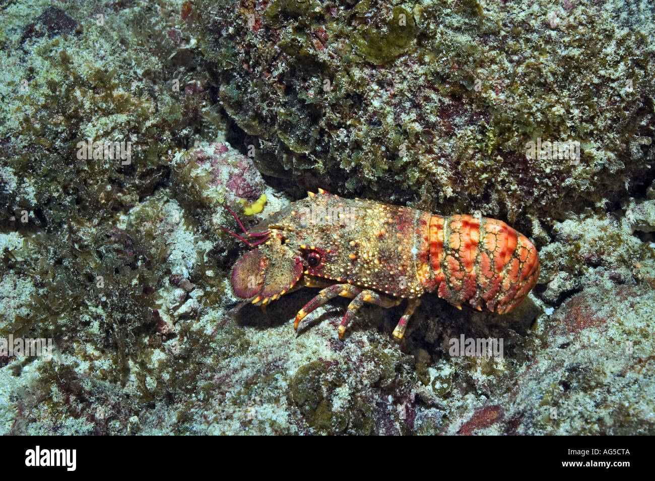 Cicala mare immagini e fotografie stock ad alta risoluzione - Alamy