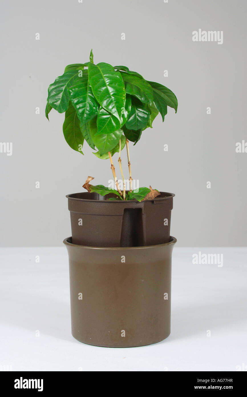 Pianta del caffè immagini e fotografie stock ad alta risoluzione - Alamy