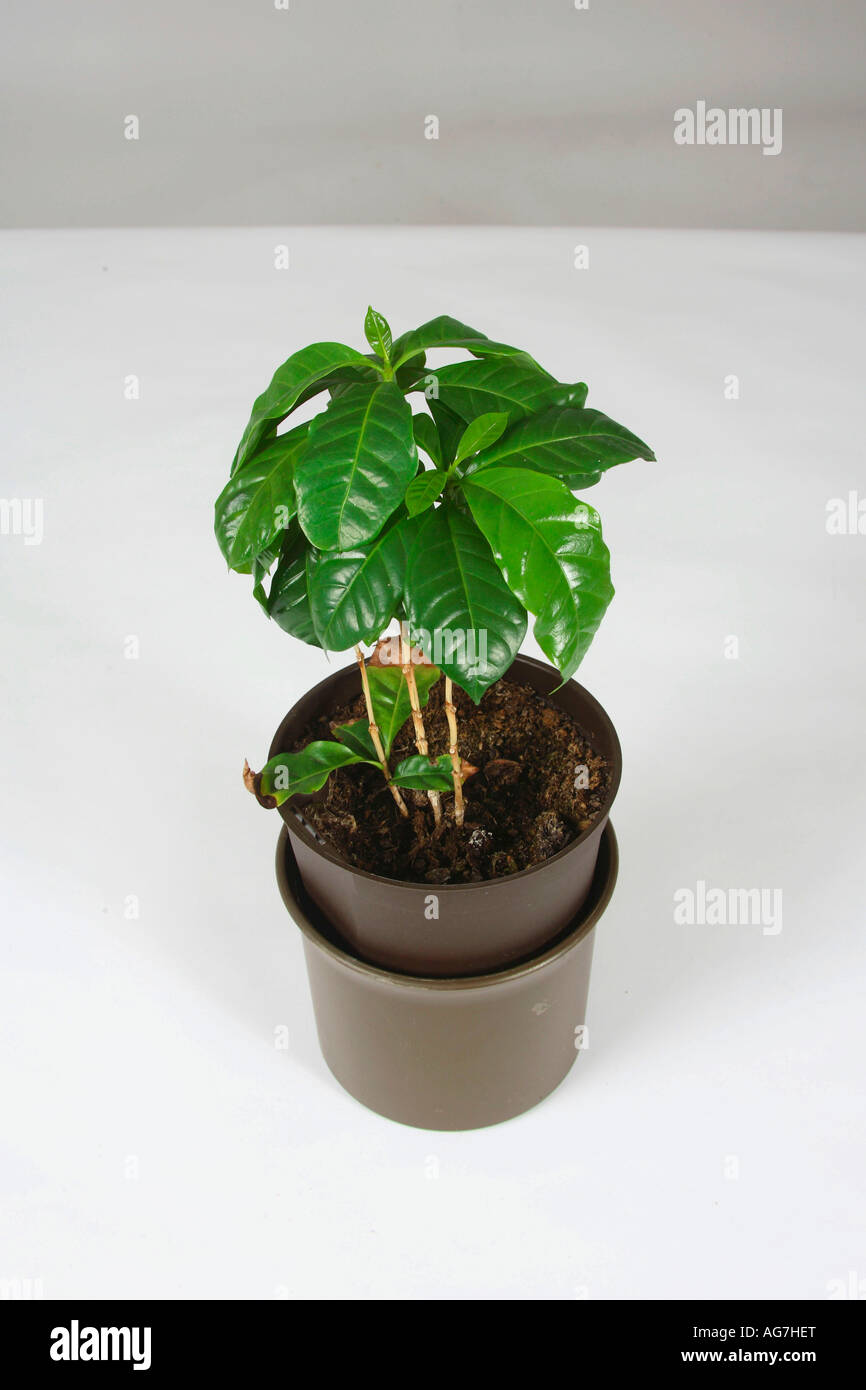 Pianta coffea immagini e fotografie stock ad alta risoluzione - Alamy