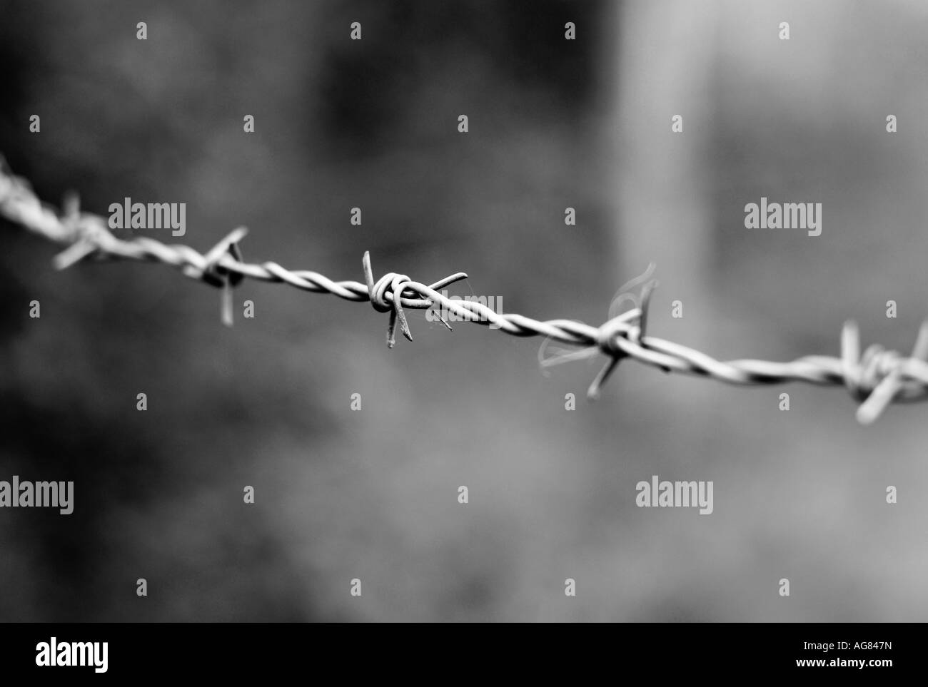 Spine acuminate Foto e Immagini Stock in Bianco e Nero - Alamy