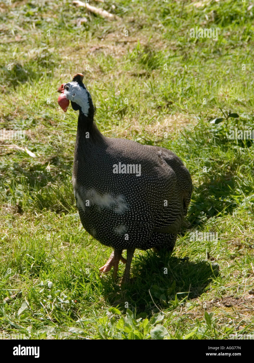 Guinea fowl immagini e fotografie stock ad alta risoluzione - Alamy