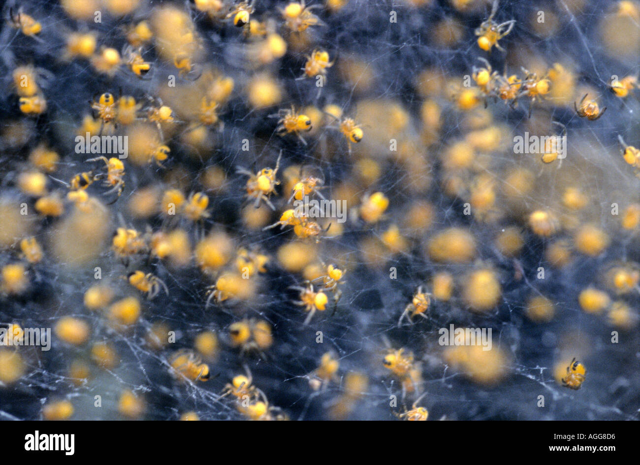 Nido di ragno immagini e fotografie stock ad alta risoluzione - Alamy