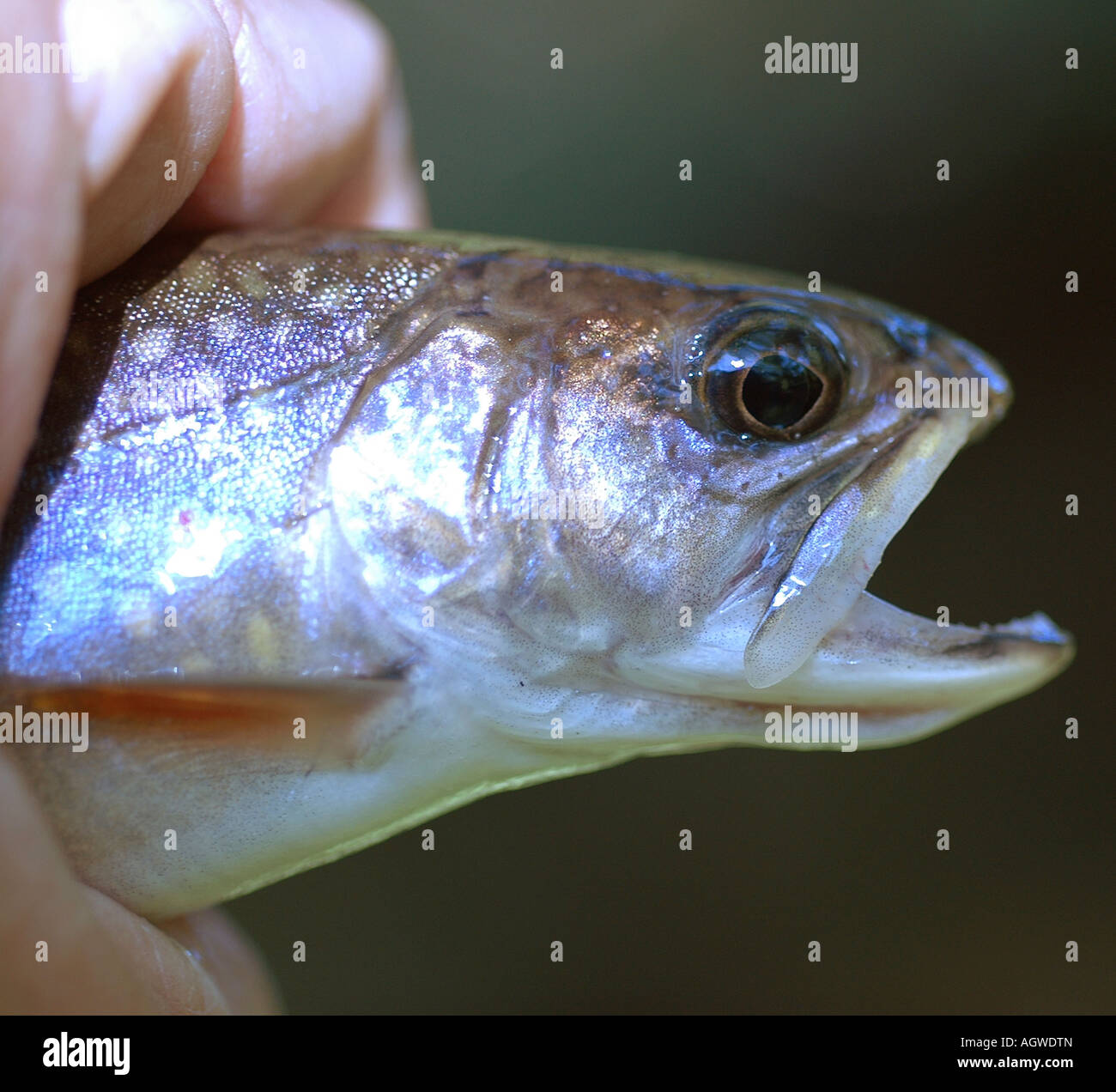 Anatomie der fische immagini e fotografie stock ad alta risoluzione - Alamy