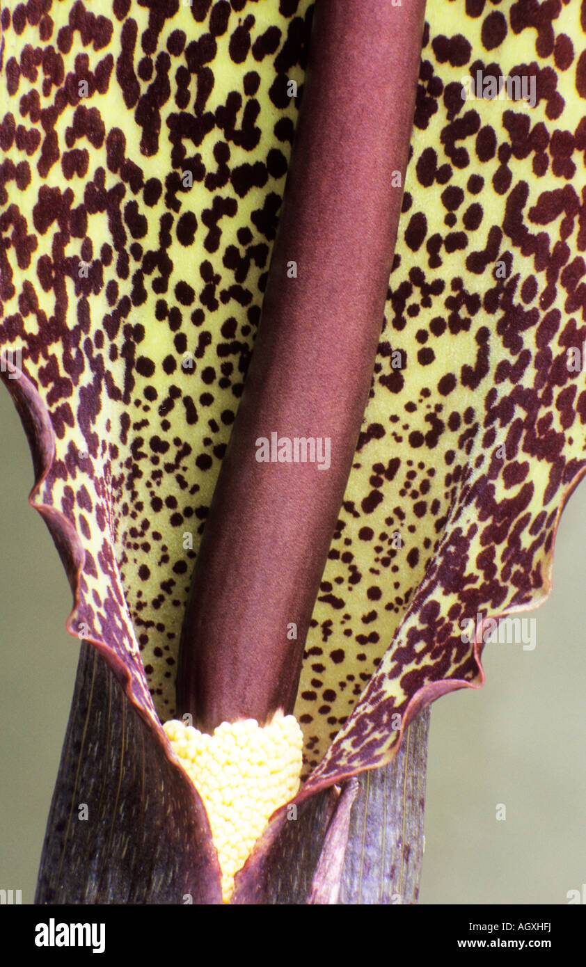 Typhonium venosum immagini e fotografie stock ad alta risoluzione - Alamy
