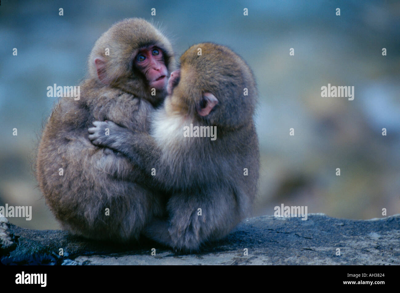 Due scimmie giocose immagini e fotografie stock ad alta risoluzione - Alamy