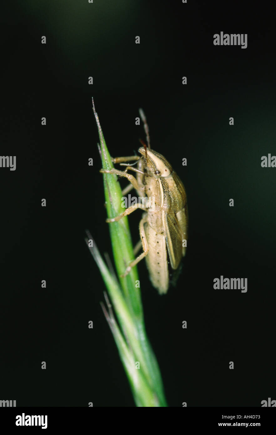 Vescovi mitra aelia acuminata immagini e fotografie stock ad alta ...