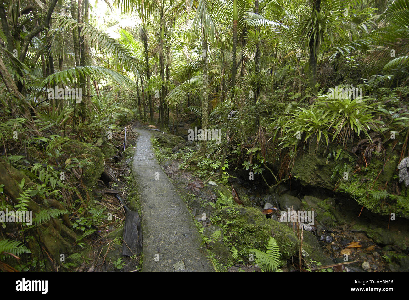 El Yunque Foresta Pluviale dei Caraibi Recreation Area Luquillo ...
