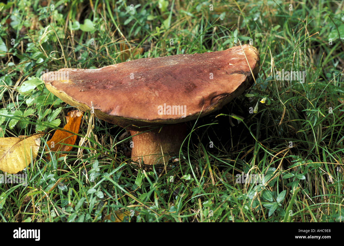 Boletus pinicola immagini e fotografie stock ad alta risoluzione - Alamy