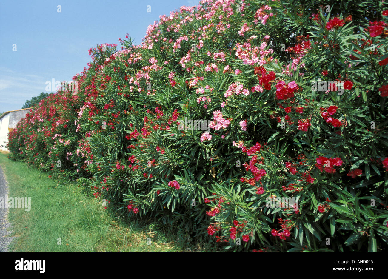 Nerium oleander Italia Foto stock - Alamy