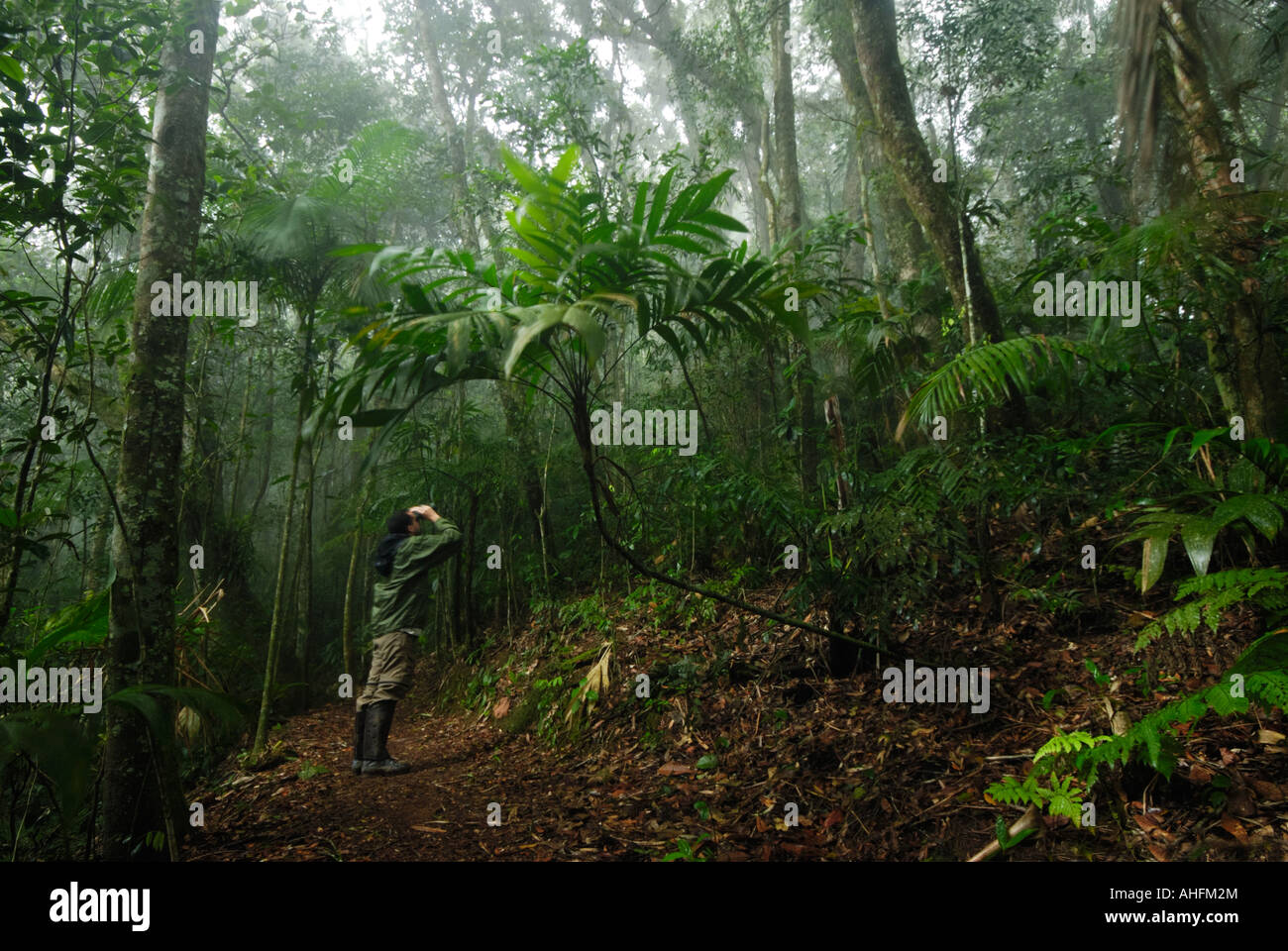 Foresta pluviale giungla birdwatching lussureggiante immagini e ...