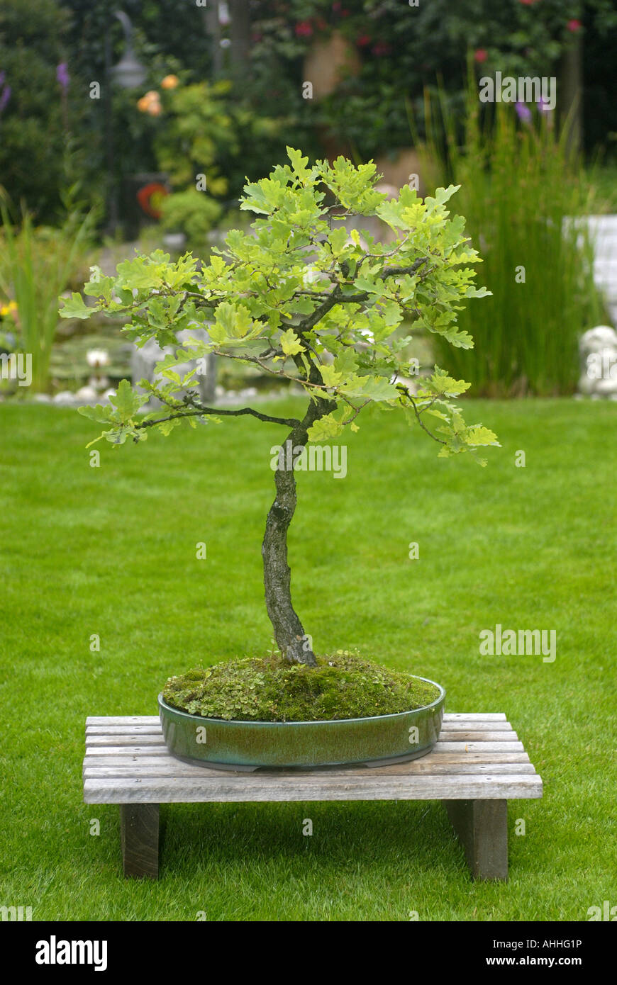 Bonsai quercia immagini e fotografie stock ad alta risoluzione - Alamy