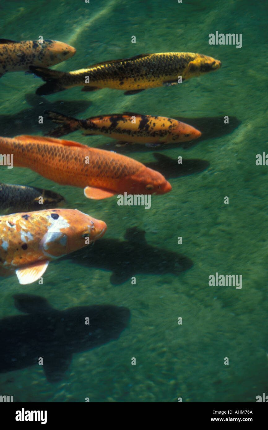 Carpa colorata immagini e fotografie stock ad alta risoluzione - Alamy