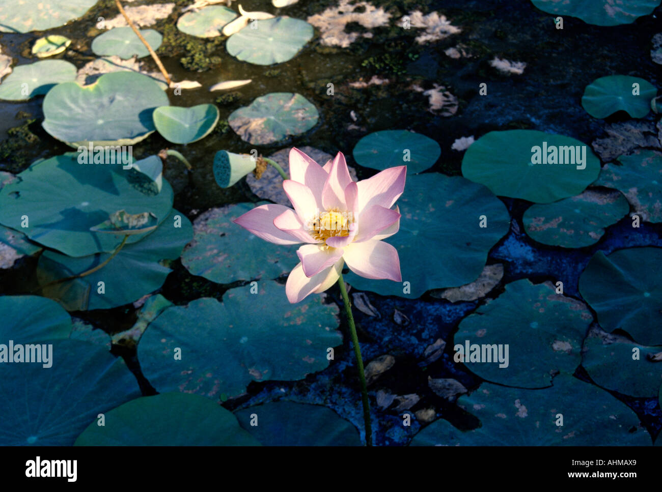 Ninfee kerala immagini e fotografie stock ad alta risoluzione - Alamy