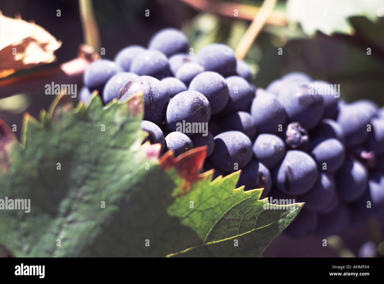 Vigneto toscano immagini e fotografie stock ad alta risoluzione - Alamy