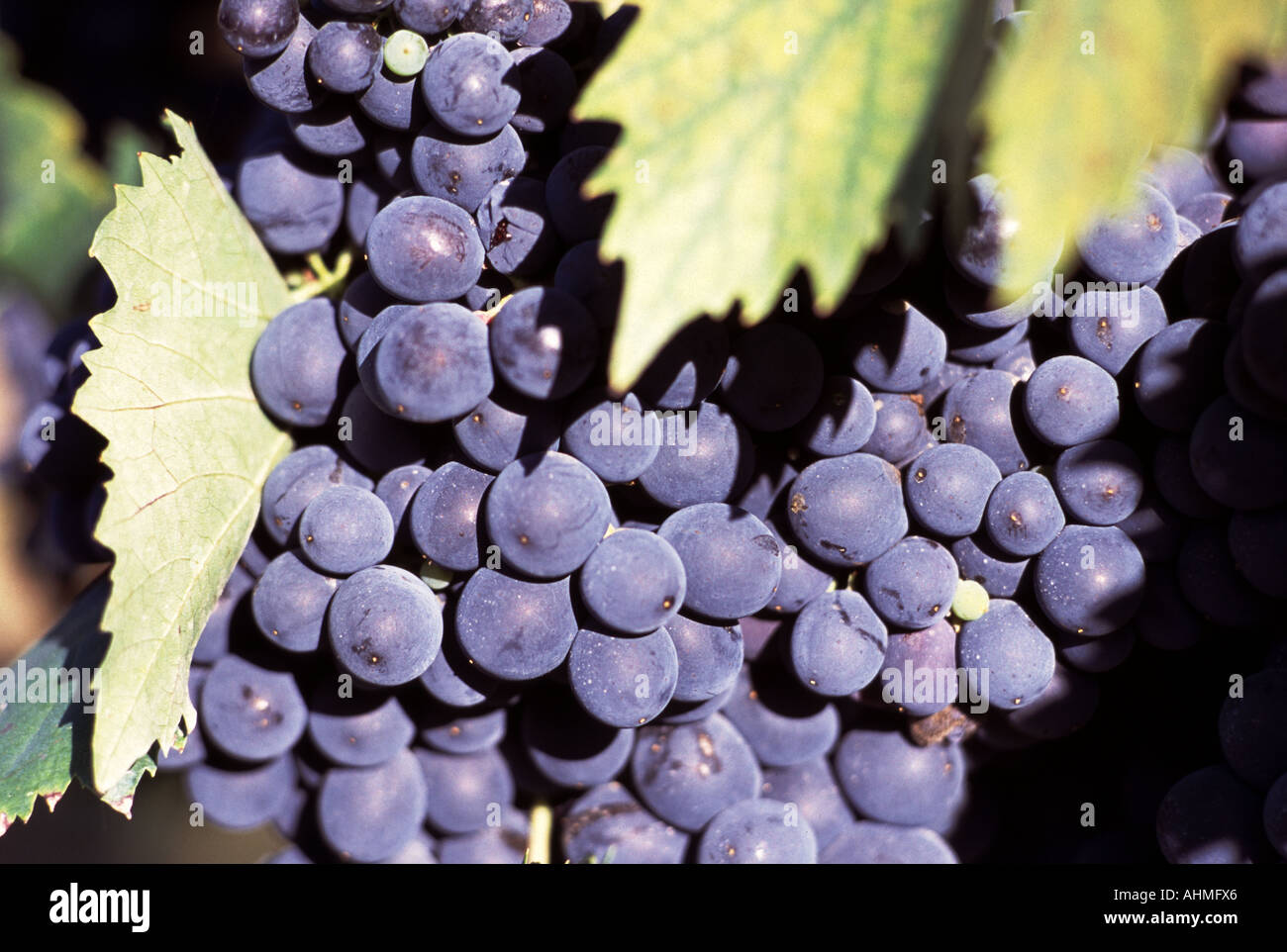 Vigneto toscano immagini e fotografie stock ad alta risoluzione - Alamy