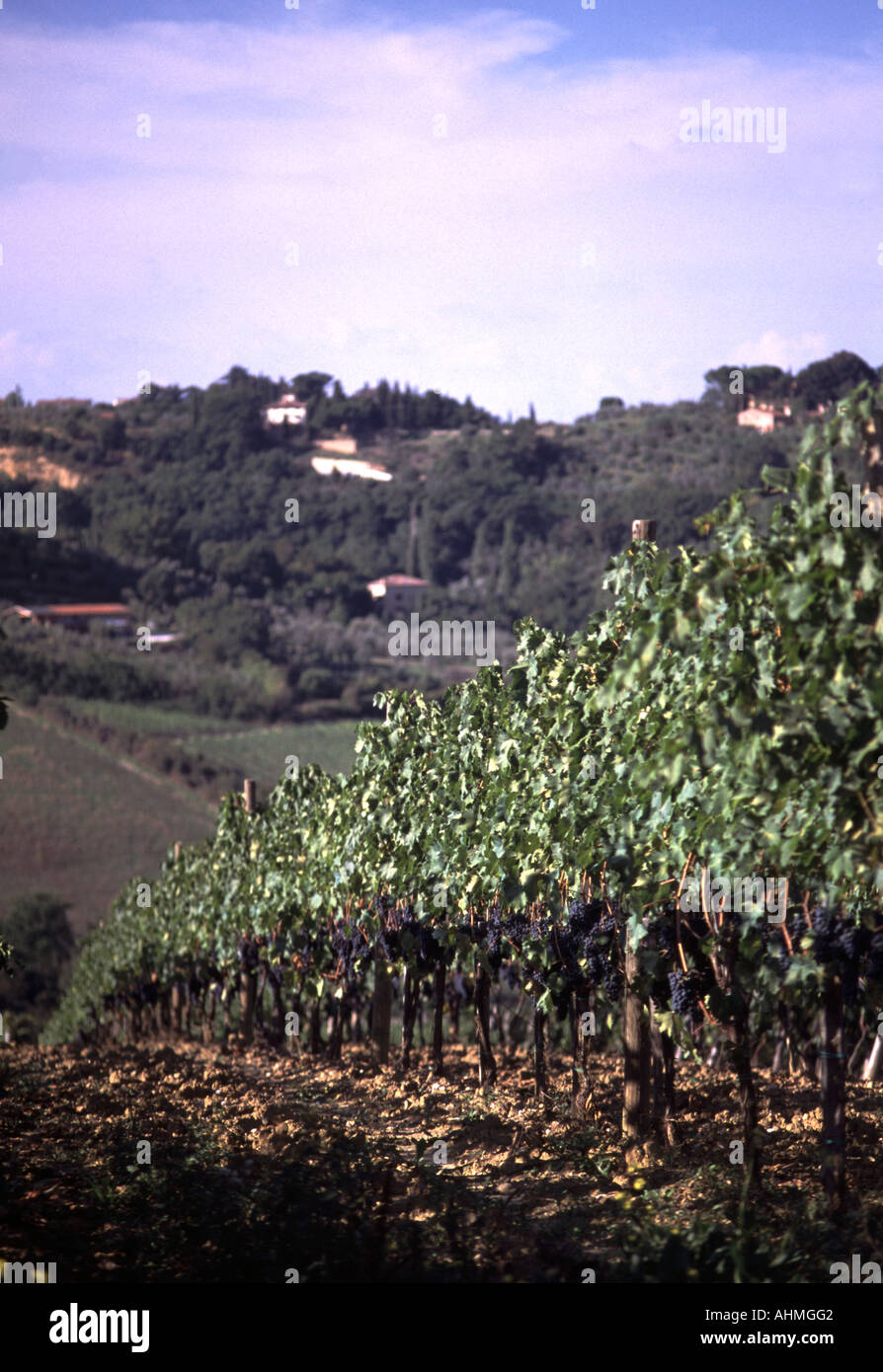 Vigneto toscano immagini e fotografie stock ad alta risoluzione - Alamy