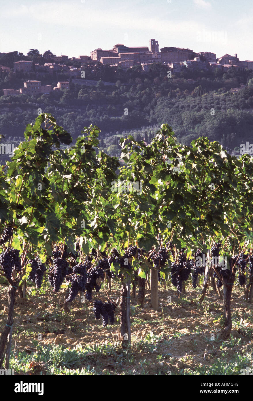 Vigneto toscano immagini e fotografie stock ad alta risoluzione - Alamy
