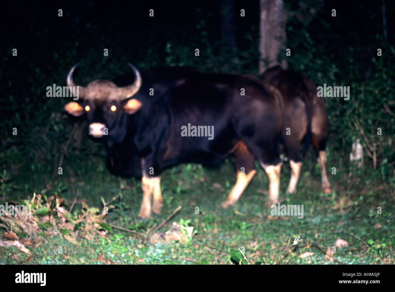 Kerala bison immagini e fotografie stock ad alta risoluzione - Alamy
