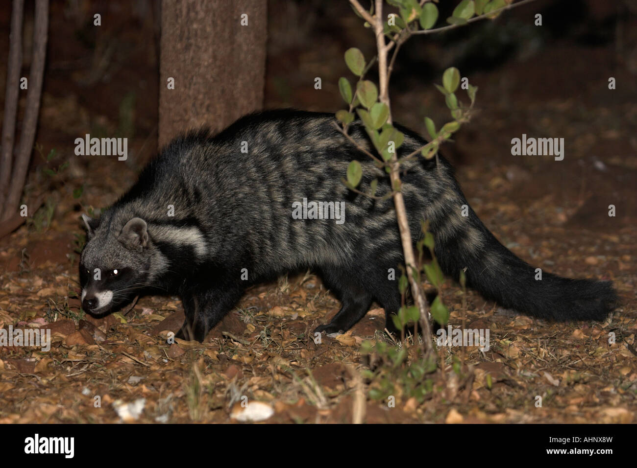 Civetta civettictis civetta africana immagini e fotografie stock ad ...