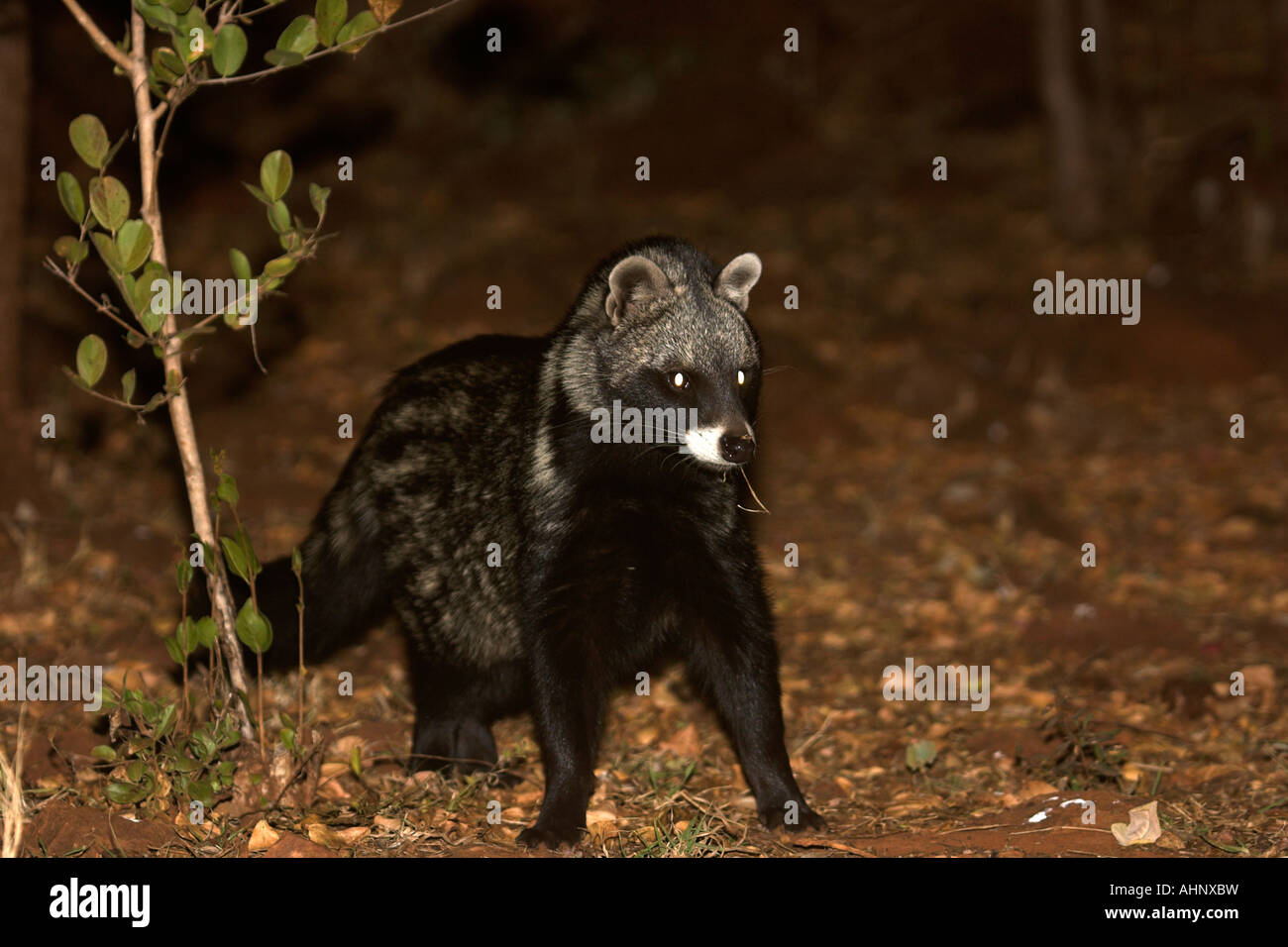 Civetta civettictis civetta africana immagini e fotografie stock ad ...