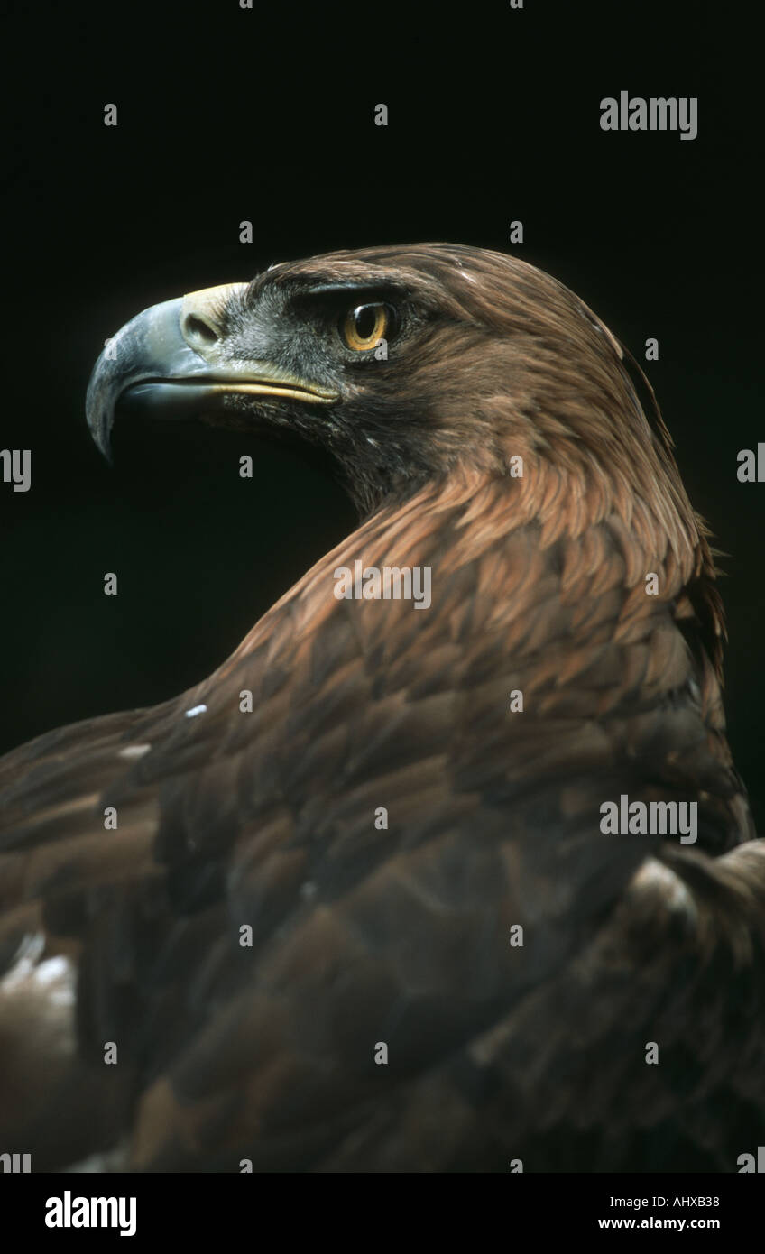 Golden eagle aquila chrysaetos headshot immagini e fotografie stock ad ...