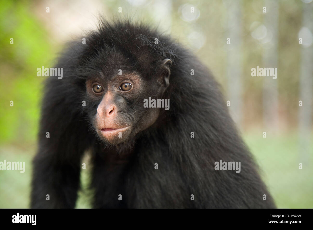 Scimmia ragno peruviana immagini e fotografie stock ad alta risoluzione ...