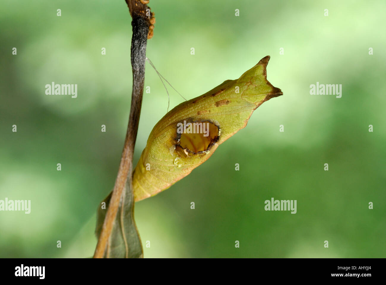 Vespa parassita immagini e fotografie stock ad alta risoluzione - Alamy