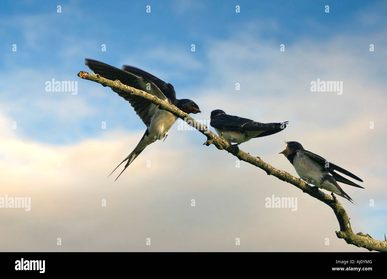 Rondini degli alberi che si nutrono immagini e fotografie stock ad alta ...