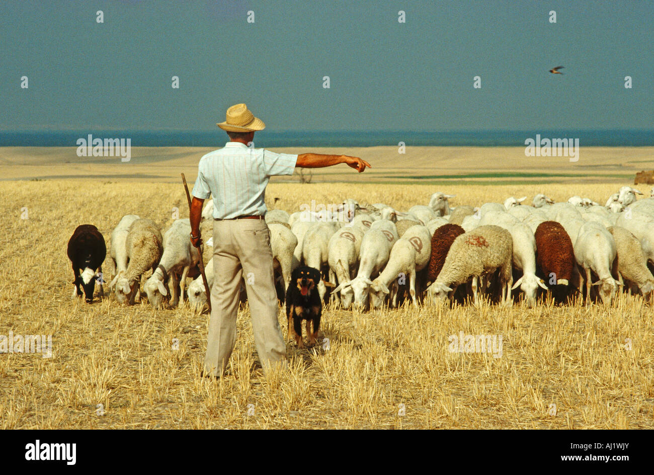 Cane da pastore e pecore immagini e fotografie stock ad alta ...