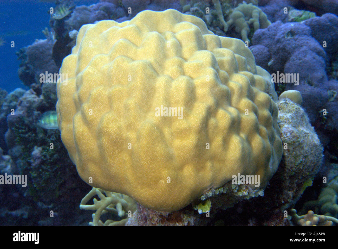 Polipo corallo duro immagini e fotografie stock ad alta risoluzione - Alamy