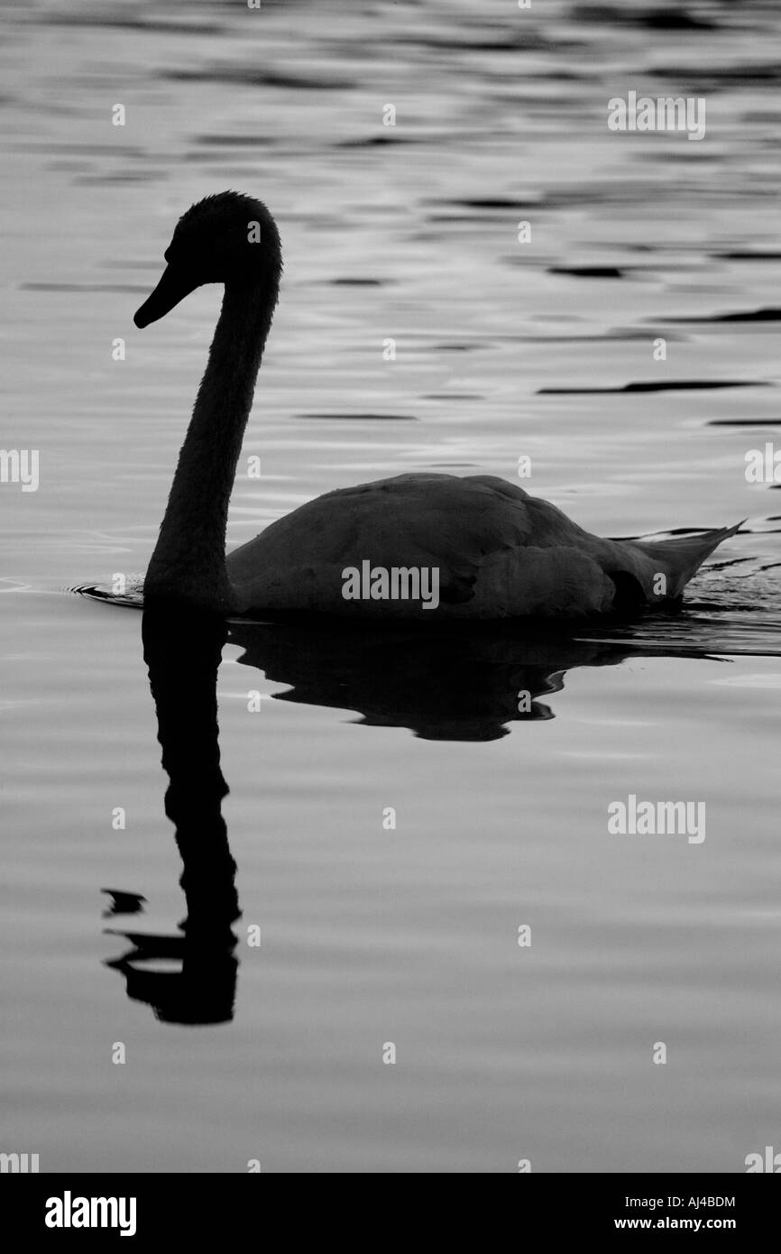 Sagoma di cigno muto Foto e Immagini Stock in Bianco e Nero - Alamy