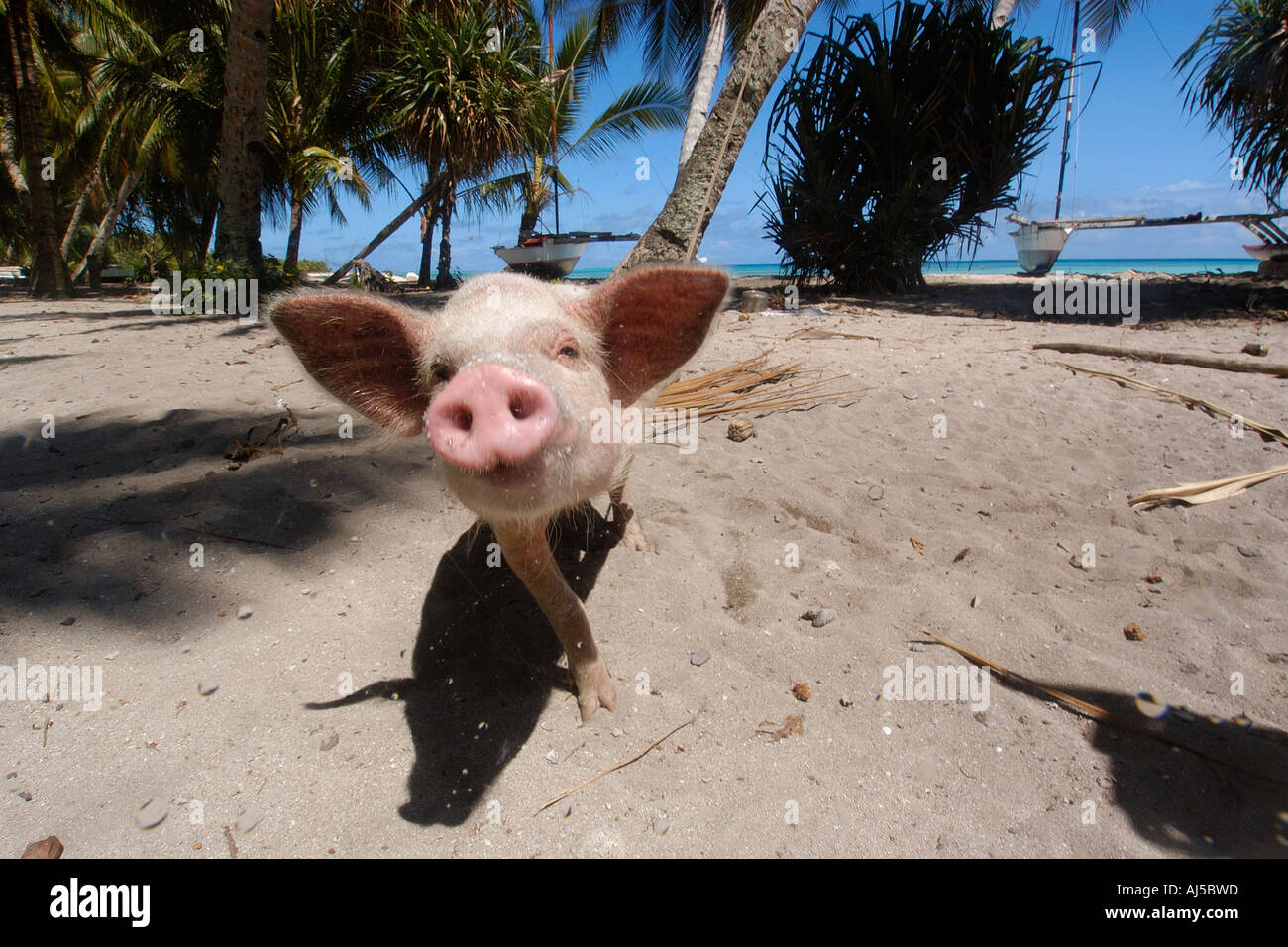 Atollo di ailuk immagini e fotografie stock ad alta risoluzione - Alamy