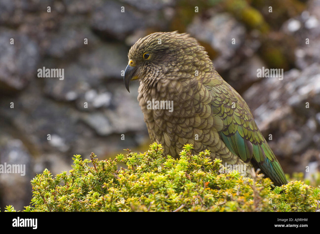 Kea in piedi immagini e fotografie stock ad alta risoluzione - Alamy